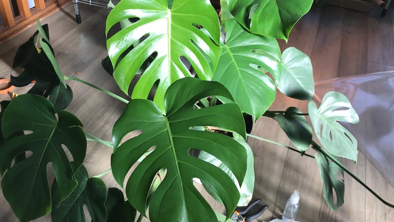 How to grow more Monstera plants/hydroponics 由一棵龟背竹变多棵/水培 - YouTube