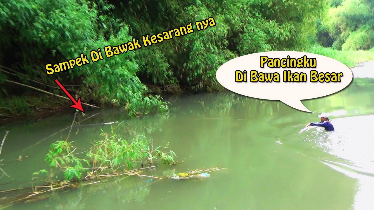 Mancing Di Rerimbunan Bambu ,,Pancingku Di Colong Ikan Besar - YouTube