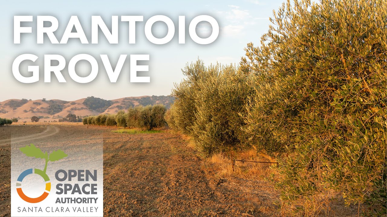 Frantoio Grove Agricultural Conservation Easement - YouTube