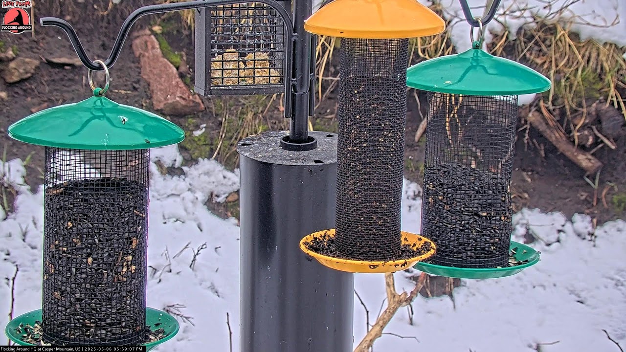 05/06/2025: Backyard Birdwatching Bonanza! Watch the Flocking Around Bird Cam Daily @ 7:00 AM ...