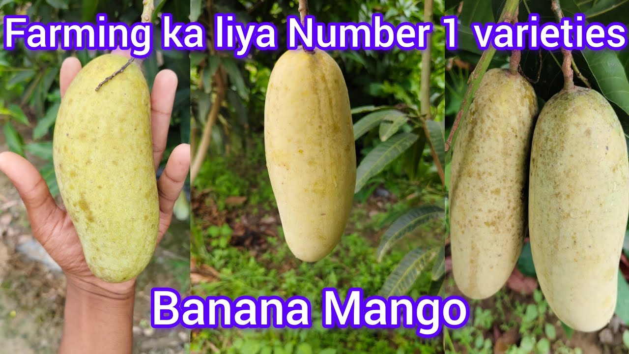 Farming ka liya Number 1 varieties banana Mango. || Contact. 7432861939 ...