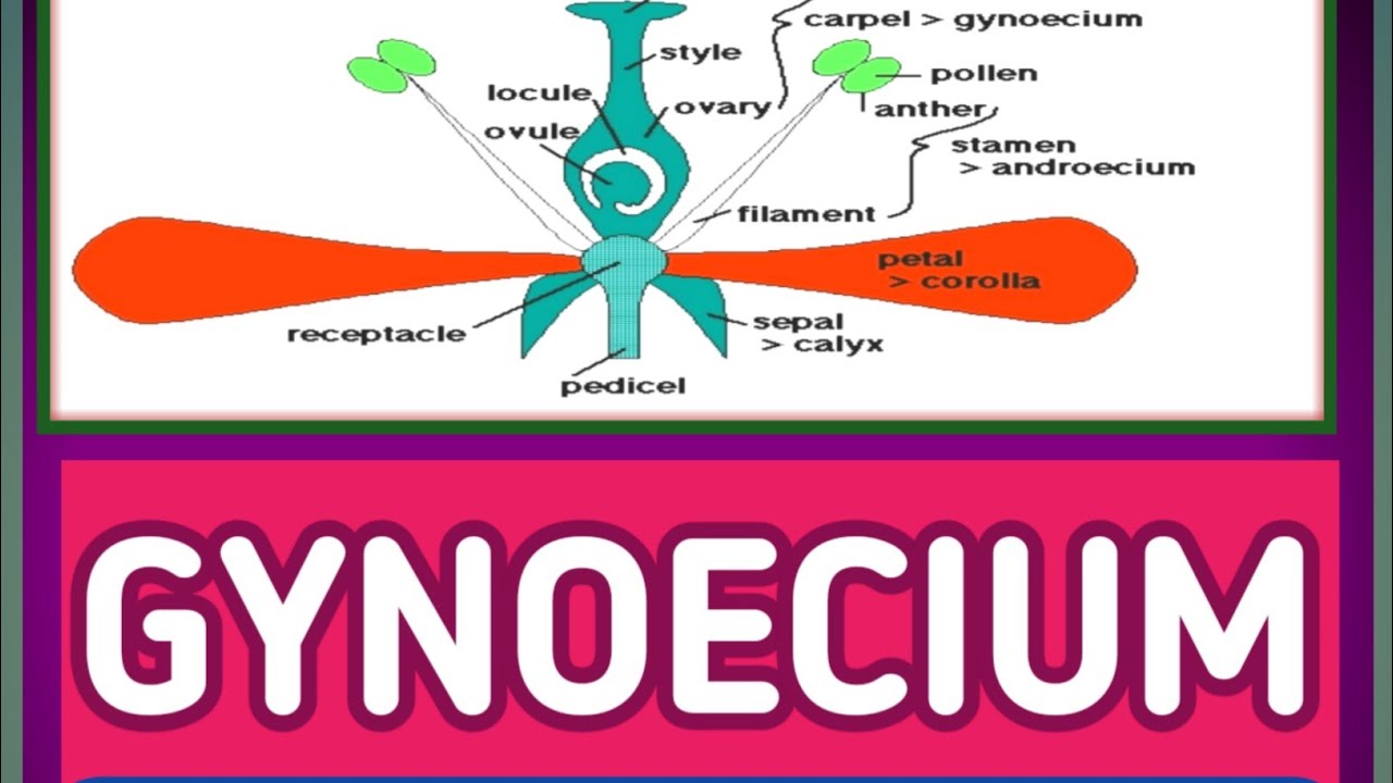 Female Reproductive Organ Of Flower - YouTube
