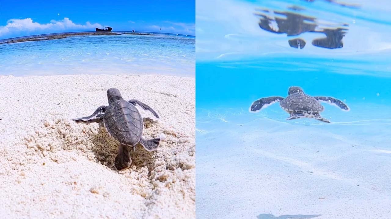 Cute Baby Turtles On The Beach