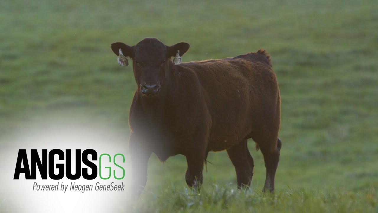 The first high-density test designed specifically for Angus cattle ...