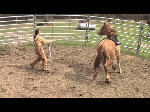 Day 3 & 4 Extreme Mustang Makeover 2023 - YouTube