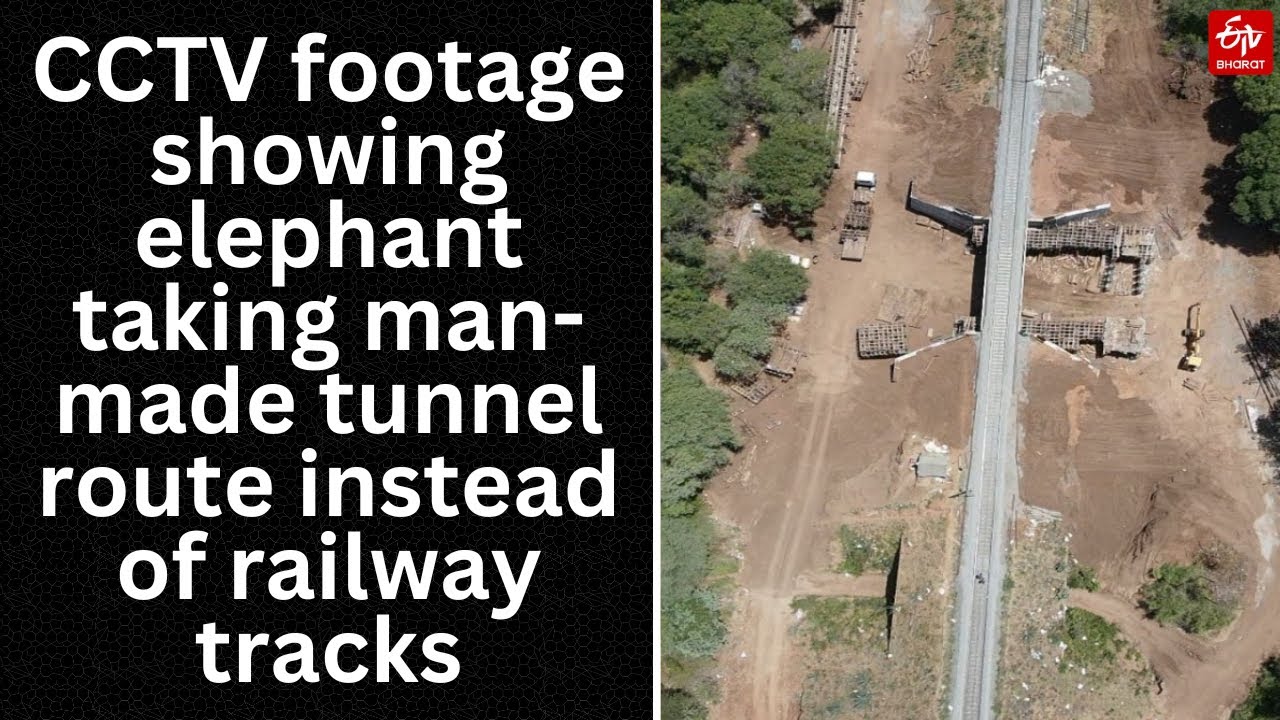 CCTV footage showing elephant taking man-made tunnel route instead of ...