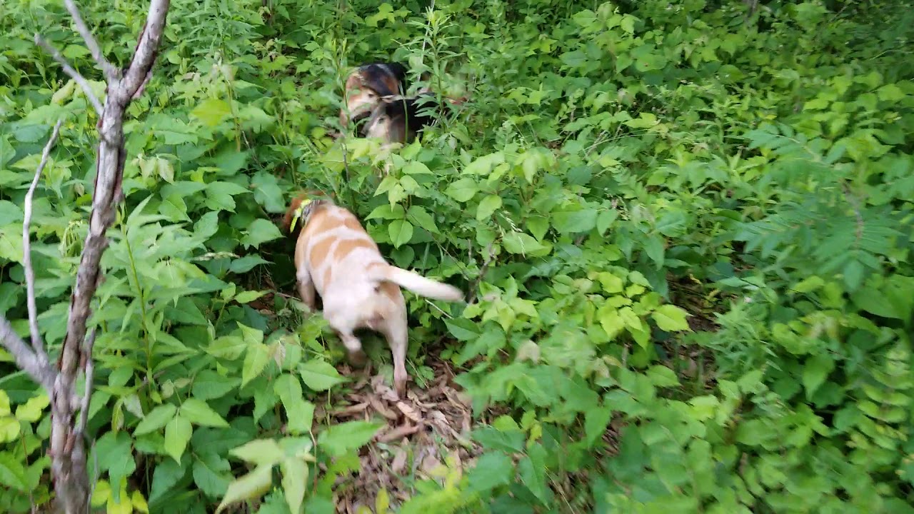 Blueberry Dandy Shorty 6/16/19 - YouTube