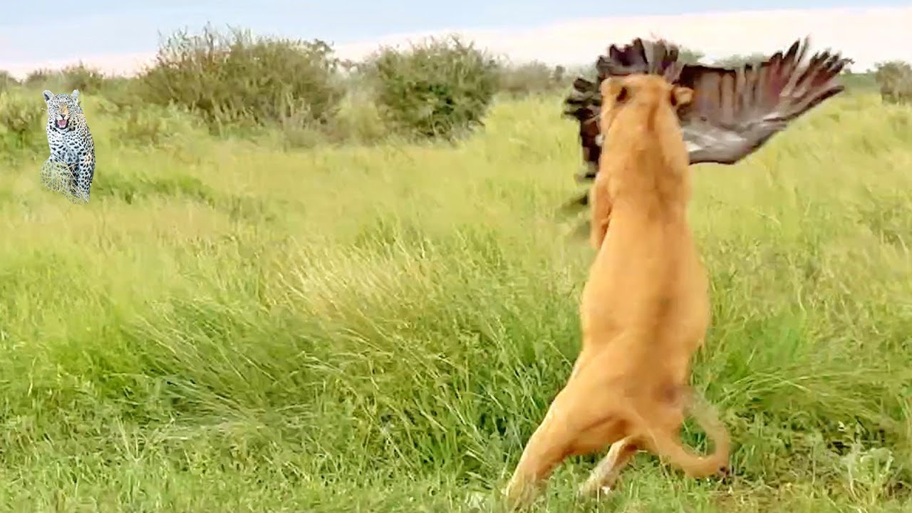 The King of Predators Makes Epic Jump to Catch Vulture - Lion, Leopard ...