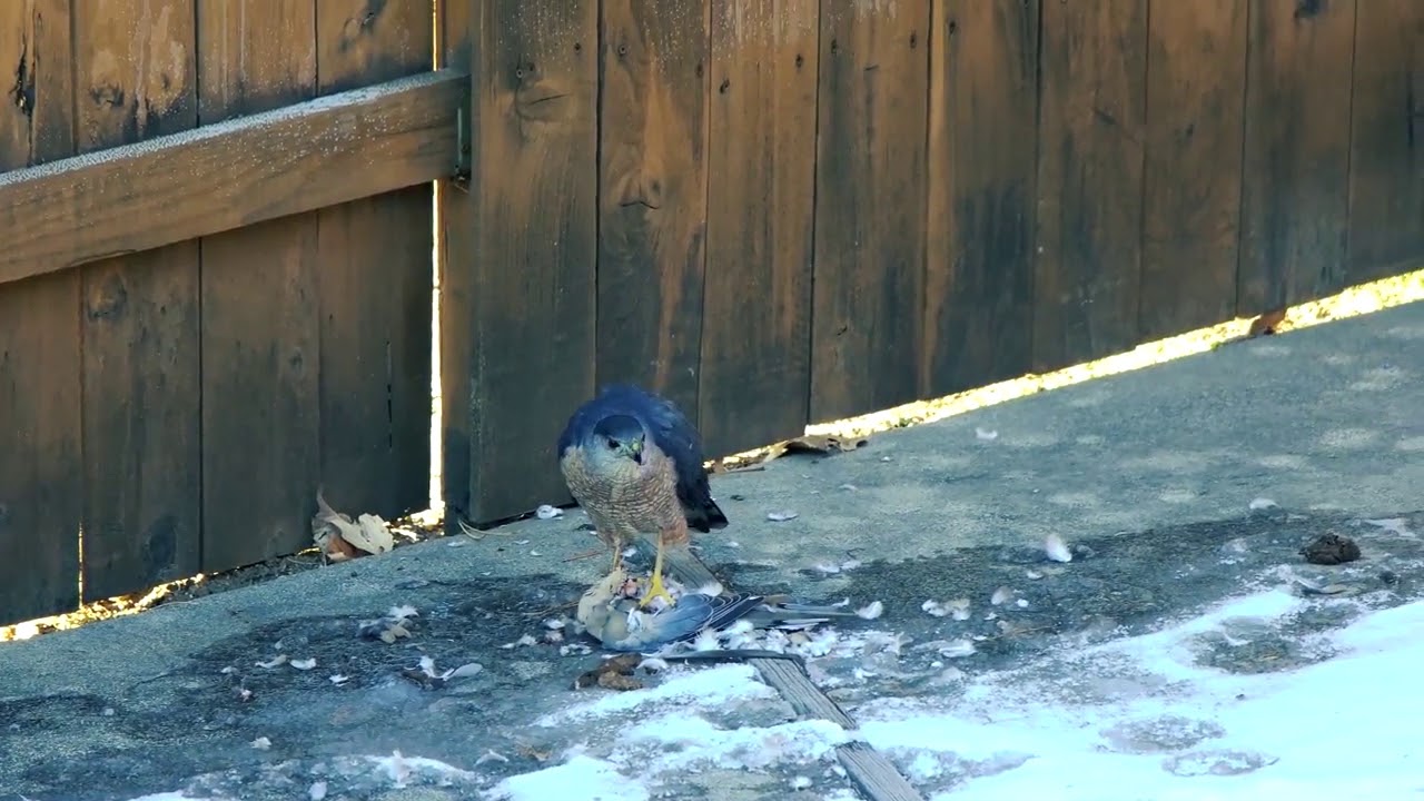 Backyard Falcon - YouTube