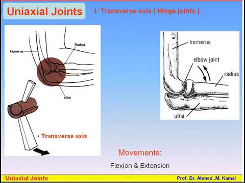 Joints 05 Classifications of Synovial Joints Uniaxial Joints Anatomy ...