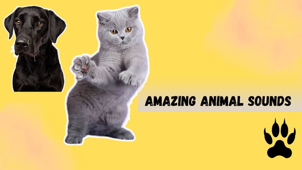 Amazing Animal Sounds for Children - YouTube