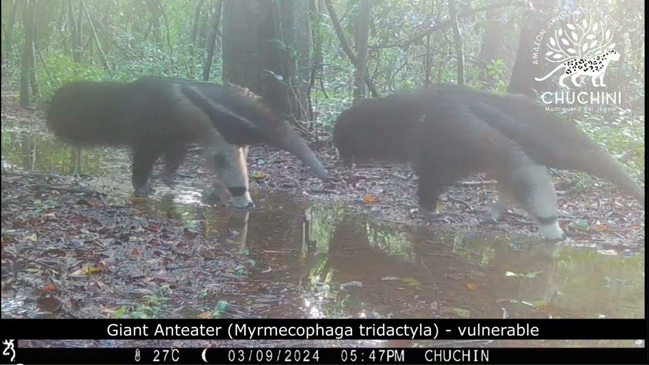 2024 Camera Trap Amazon Wildlife Jungle Rainforest Bolivia - Chuchini ...