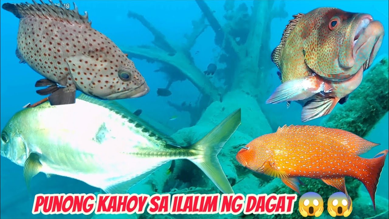 Mga punong kahoy sa ilalim ng dagat nakita namin ng 😱😱 # idol mata ...