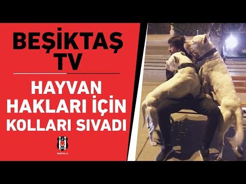 Beşiktaş TV, Hayvan Hakları İçin Kolları Sıvadı