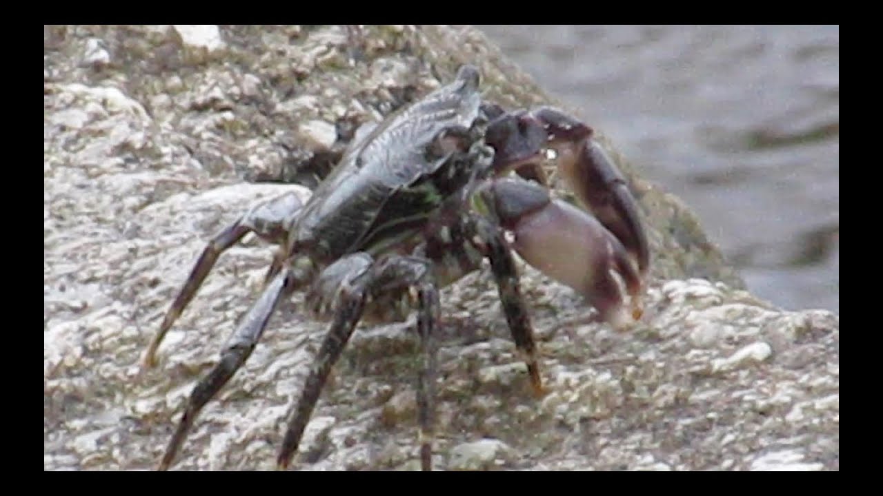 Strane ma fantastiche creature marine - YouTube