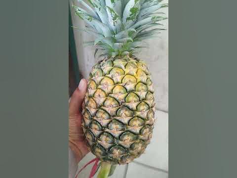 Panen Nanas #buah #shorts - YouTube