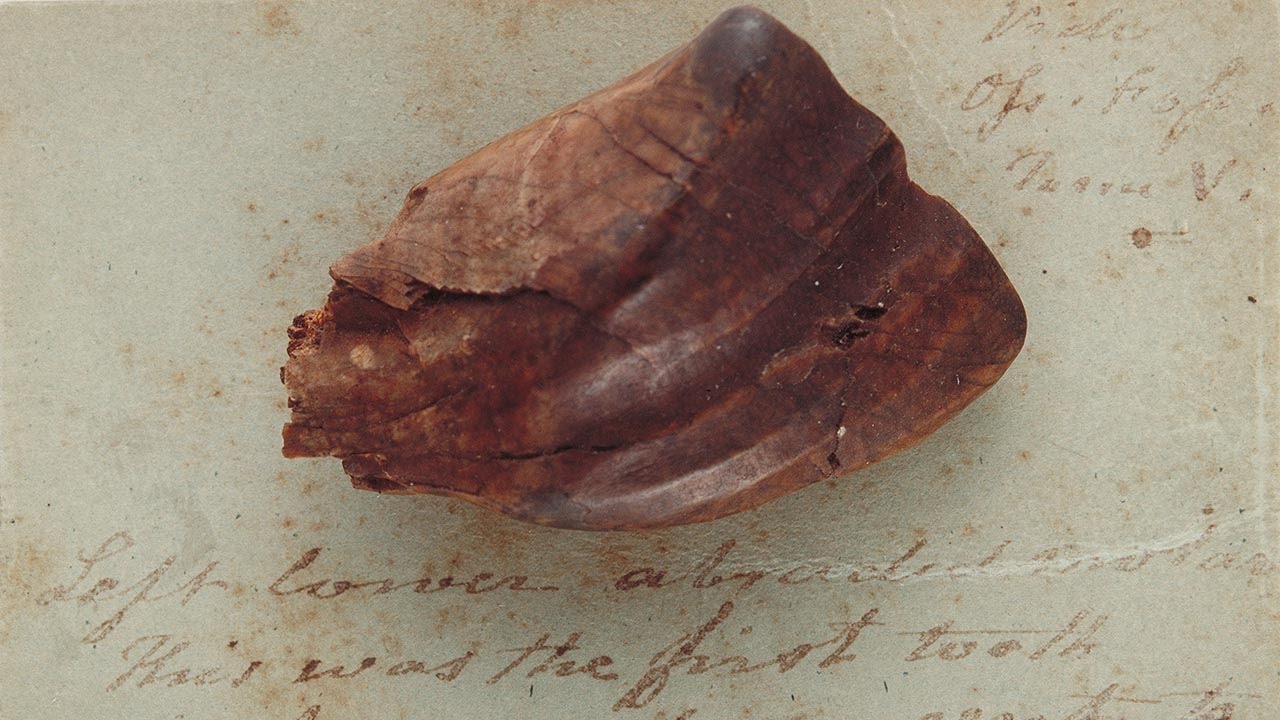 Iguanodon tooth - Tales from Te Papa episode 12 - YouTube