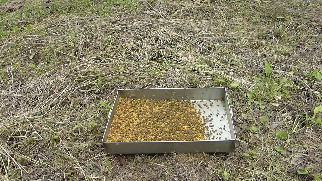 Easy pollen harvest, Pollen War // Virágpor csata - YouTube