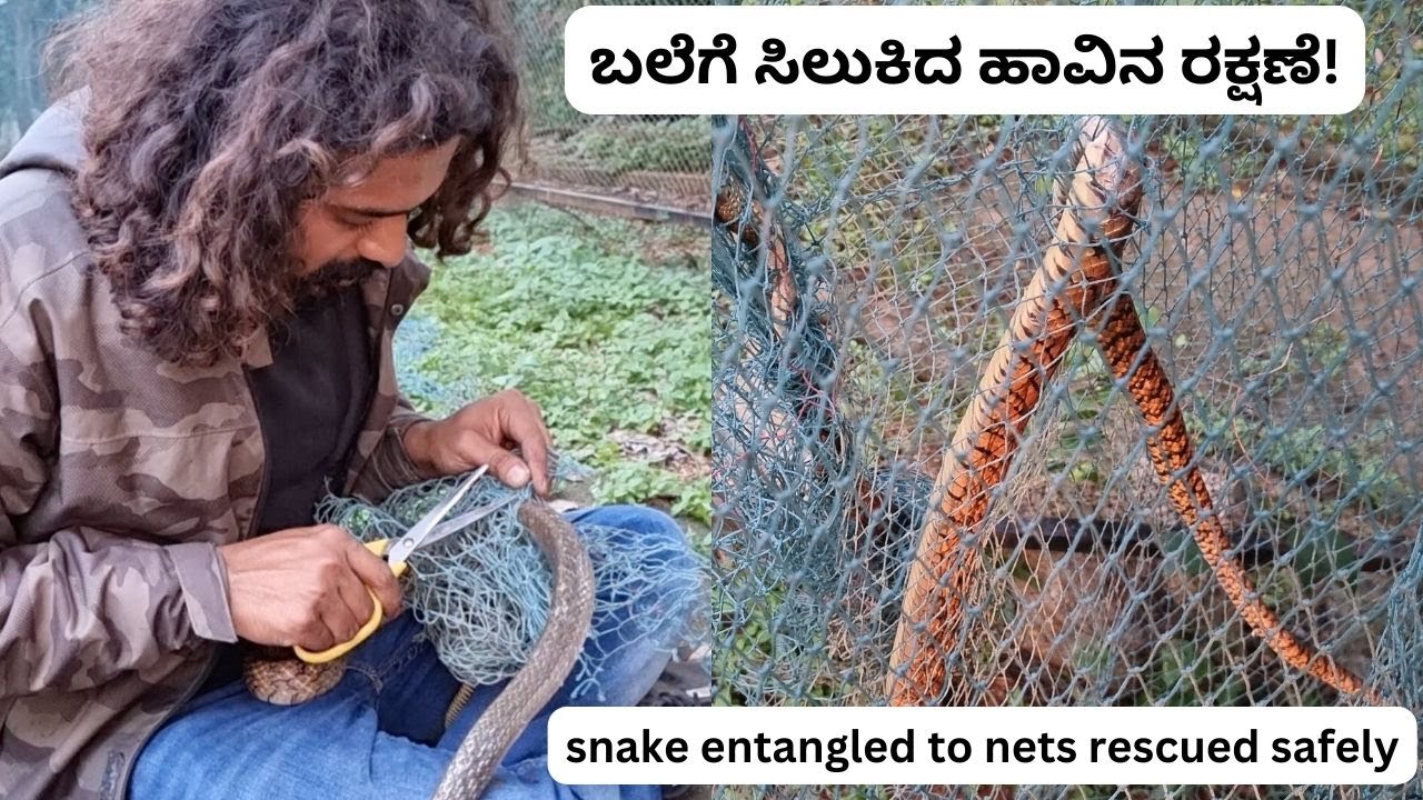 SNAKE RESCUE #48 - YouTube