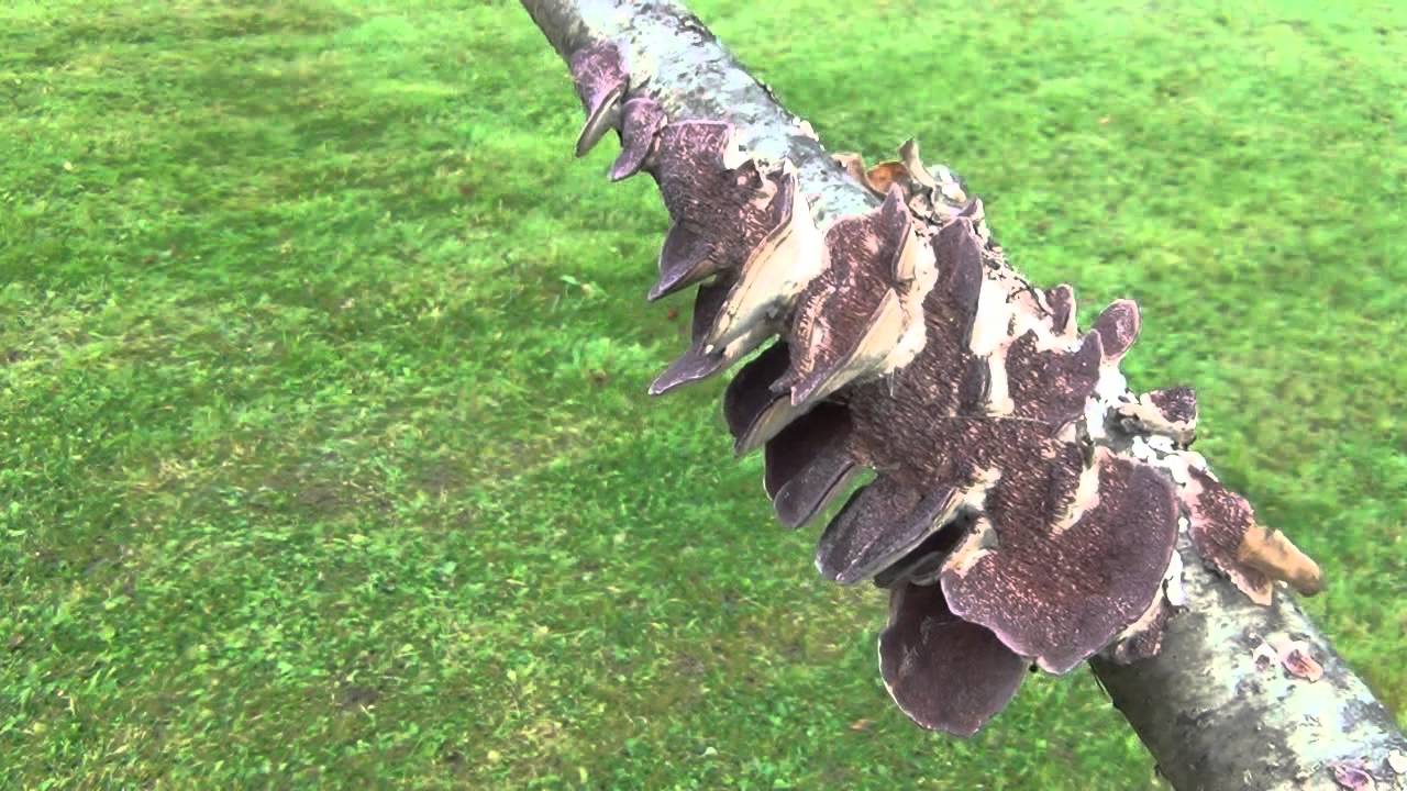 Trichaptum Biforme "Purple Tooth" Fungus - YouTube