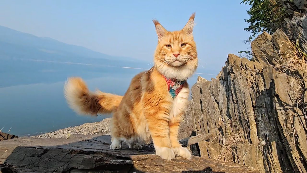 Cat Campground Adventure | Mainecoon Backpacker - YouTube