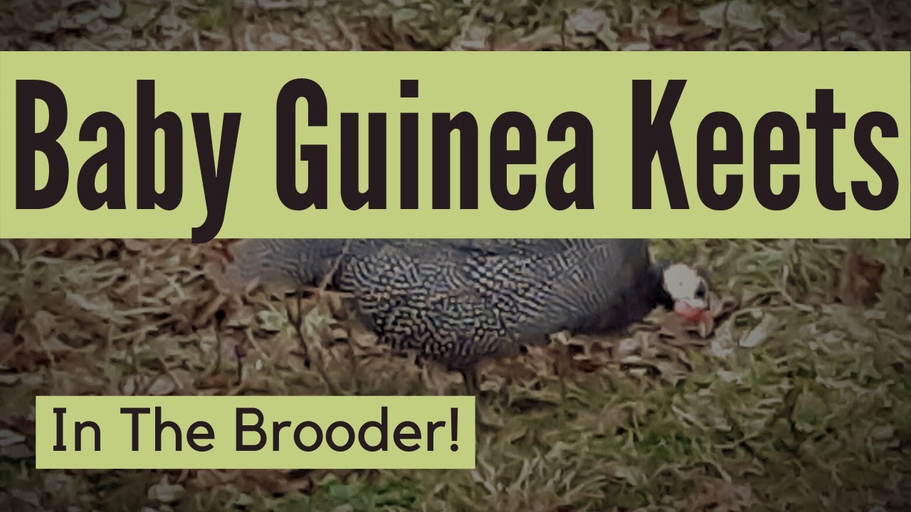1 Day Old Guinea Keets! - YouTube