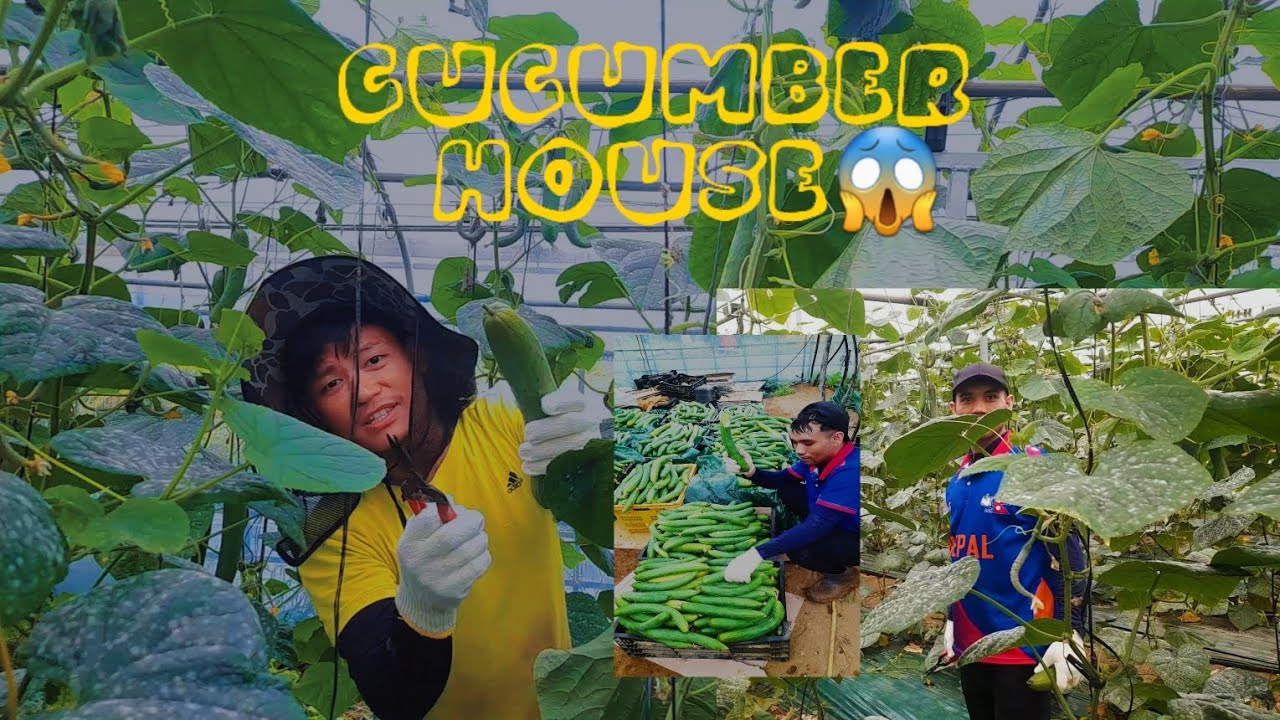 व्यवसायिक काक्रा खेति (Cucumber house)🥒🥒🥒🥒 - YouTube