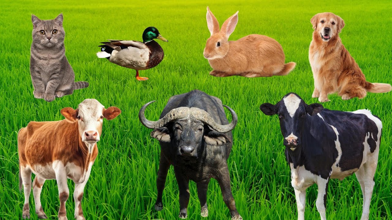 Farm animals. cows, chickens, dogs, goats, pigs, ducks. Animal sounds ...