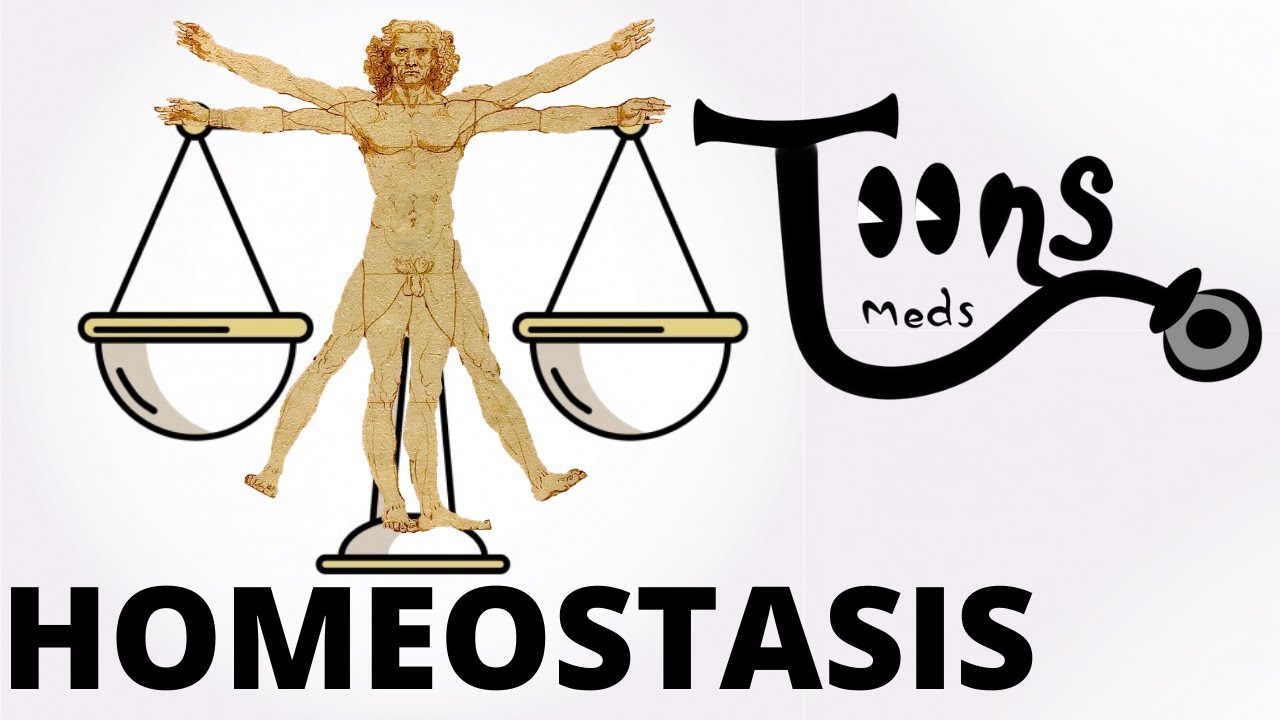 HOMEOSTASIS (líquidos corporales,Control de la homeostasis,Sistemas de ...