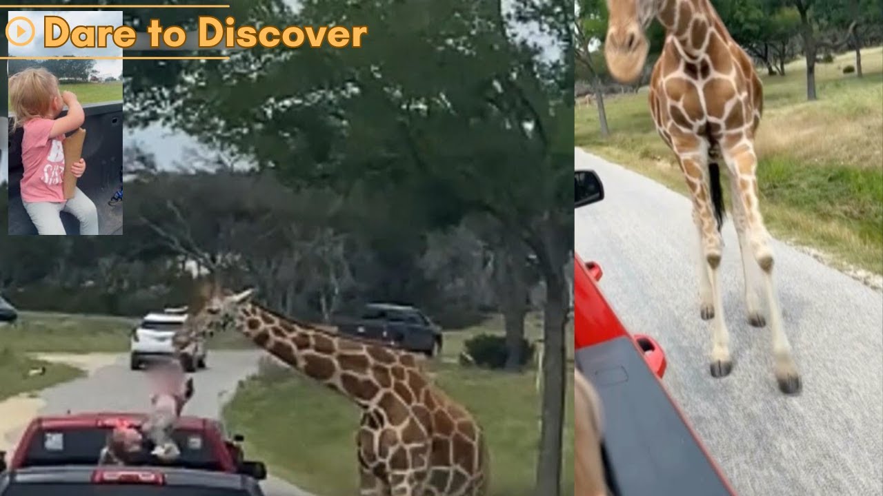 Adorable or Alarming? Giraffe Lifts Toddler at Safari Park! - YouTube