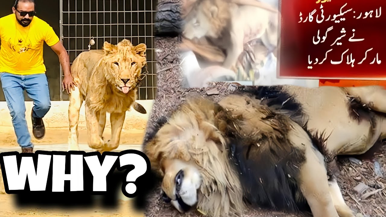 Lion Shot Dead In Lahore Why ? very sad and bad behaviour for wild ...