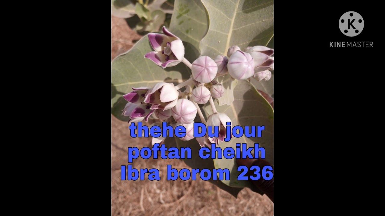 thehe Du jour poftan cheikh Ibra borom 236 781001566 - YouTube