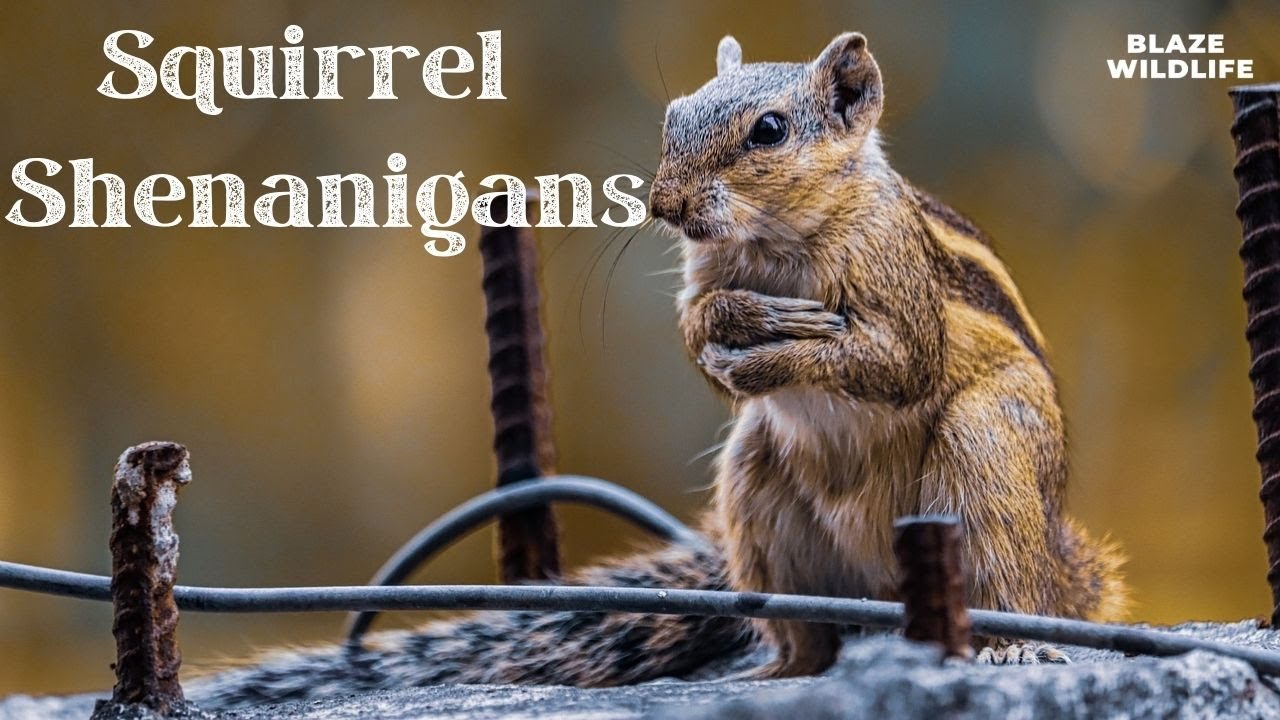 S6 E15: "Squirrel Shenanigans: The Nimble Nut Gatherers" 🐿️ - YouTube