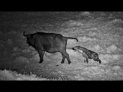 Hyena Wouldn't Stop Sniffing the Buffalo
