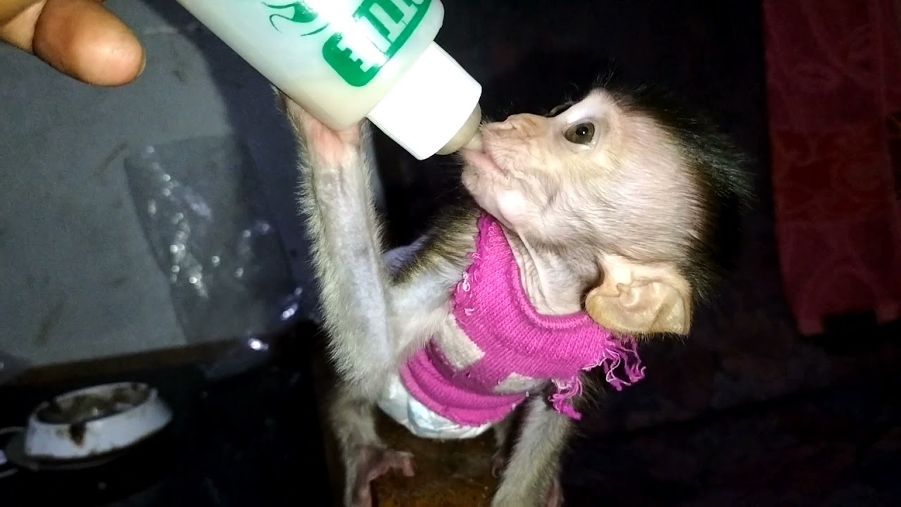angry baby monkey asking for milk[[ mostly vomis - YouTube