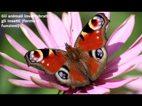 LE SUPERSINTESI DI SCIENZE: Gli invertebrati - gli insetti (forma e ...