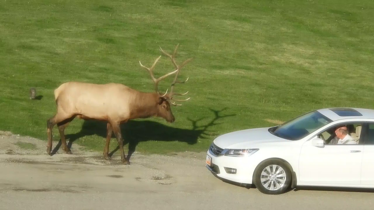 Bull elk vs car at Mammoth Hot Springs, Yellowstone National Park - YouTube