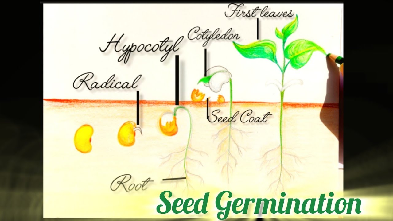 How To Draw Seed Germination 🌱 | Step by Step Easy Drawing Tutorial for ...