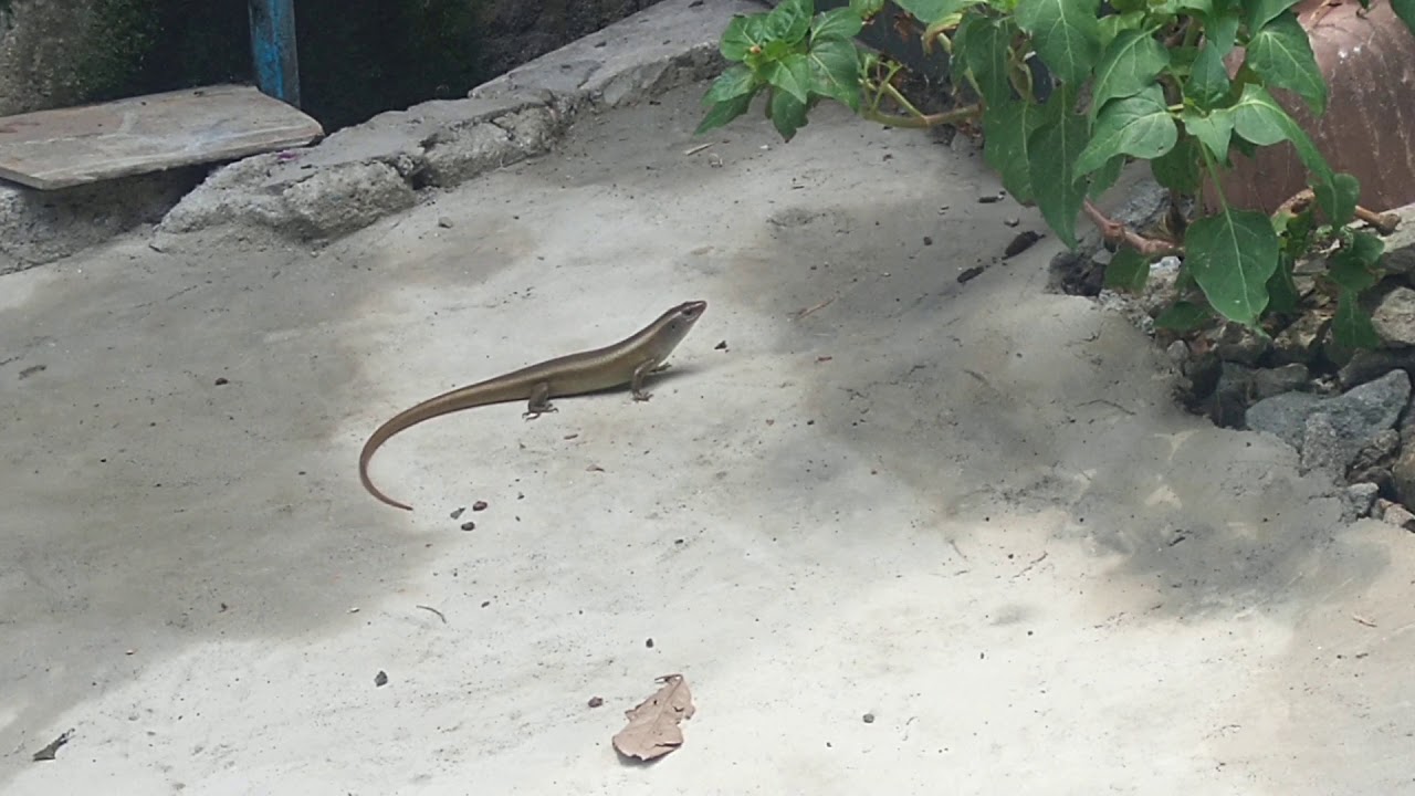 Bubuli at Ipis - YouTube