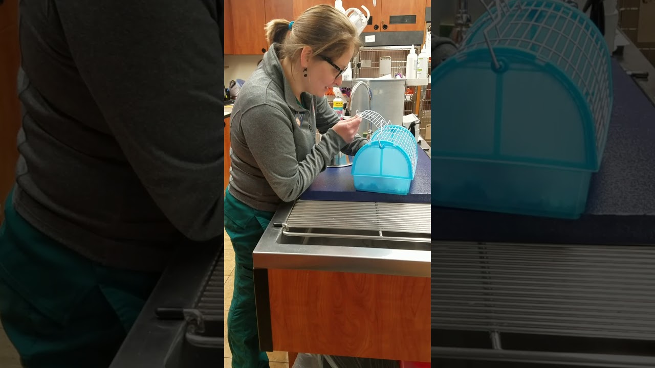 Penn Foster Externship 2 Skill 47 mouse restraint for IM injection ...