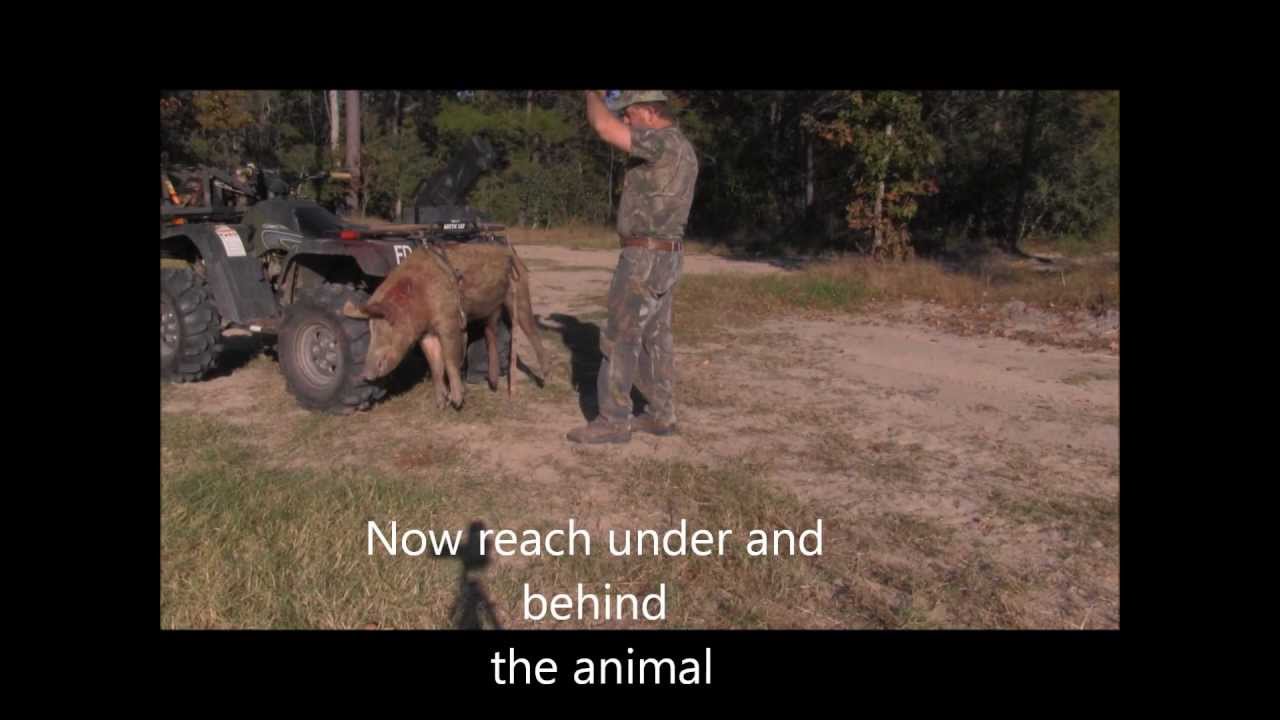 How to load a 175 lb hog by yourself, game handlers closed caption ...