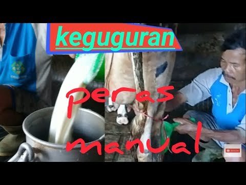 Sapi keguguran | meras susu sapi manual