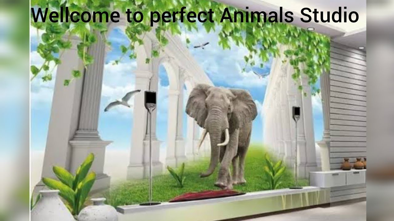 Wellcome to Perfect Animals Studio Animals moments, Animals farm and ...