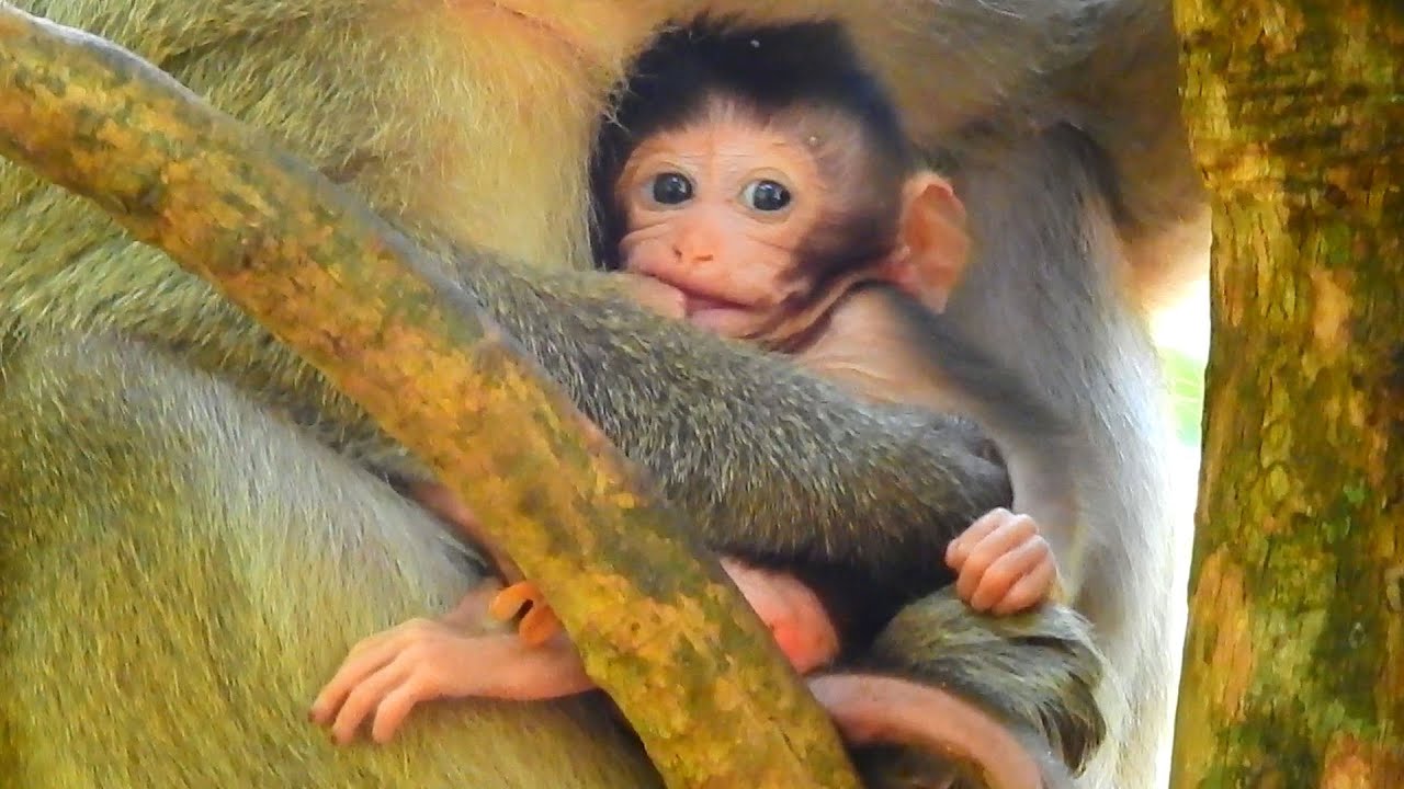 Little baby monkey good smiling when mom comfort! - YouTube