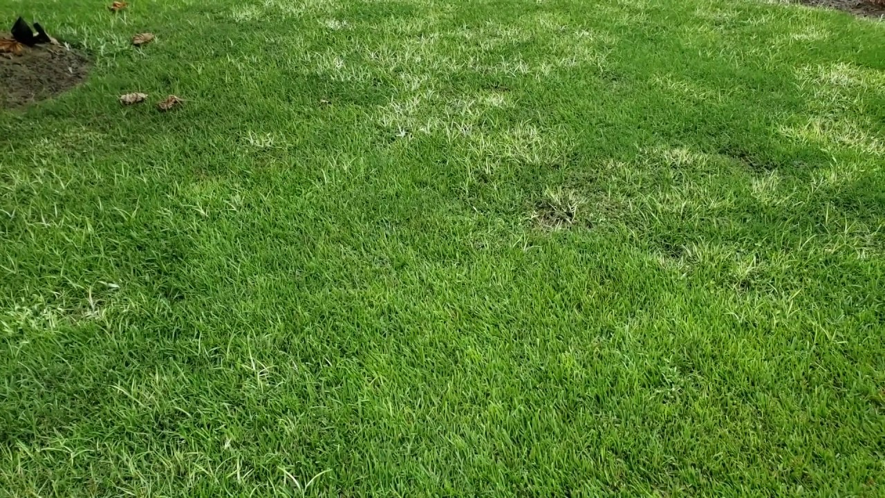 TENACITY HERBICIDE FOR MY GRASS - YouTube