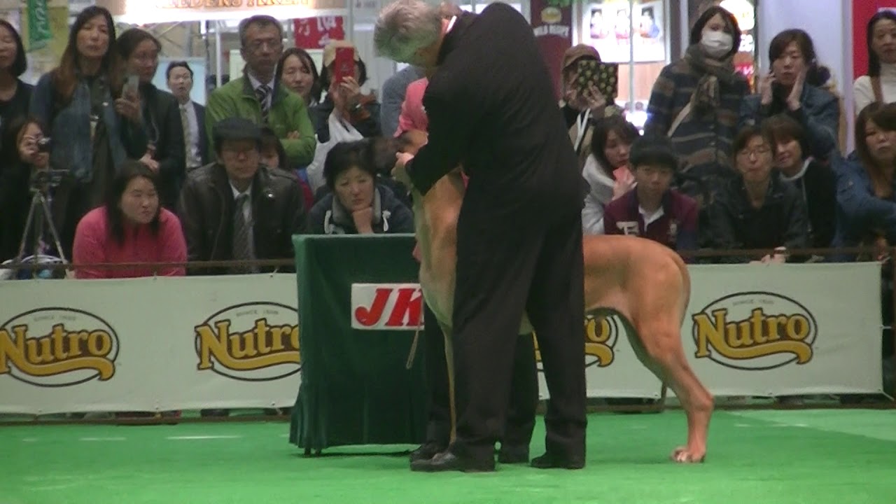 JKC 70th Anniversary Speciality Show 2019 in Tokyo Big Sight 7 - YouTube