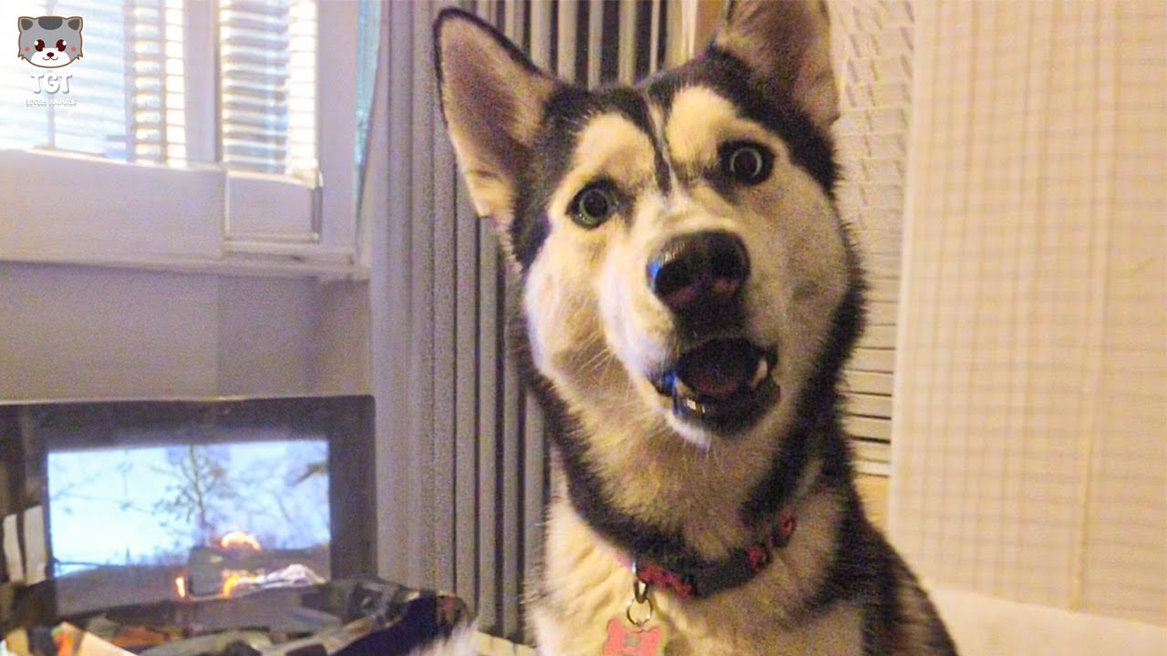 Funny Husky Dogs Make You Laugh Non-Stop 😂 | Funny Dog Videos🐶 | Funny ...