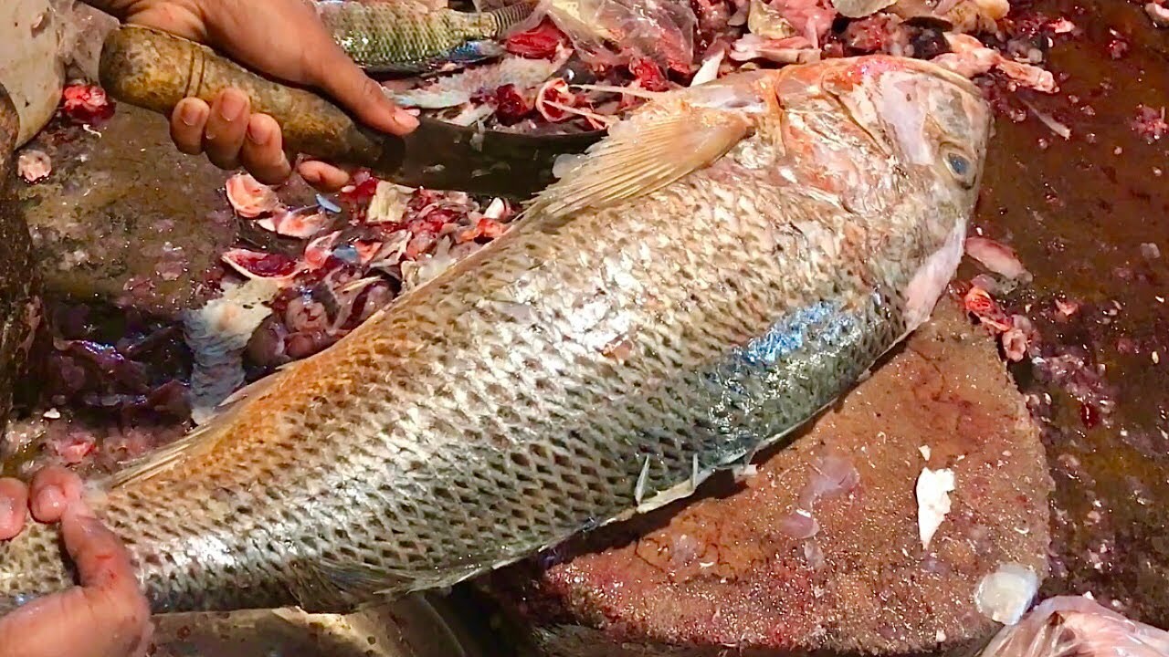 Cutting Northern Red Snapper With Military Precision! Fish Cutting ...