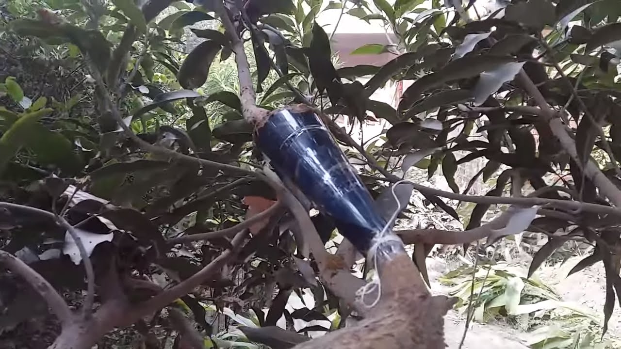 Air layering Mango tree with X-Rays/ आम पर एक्सरे की सहायता से ...