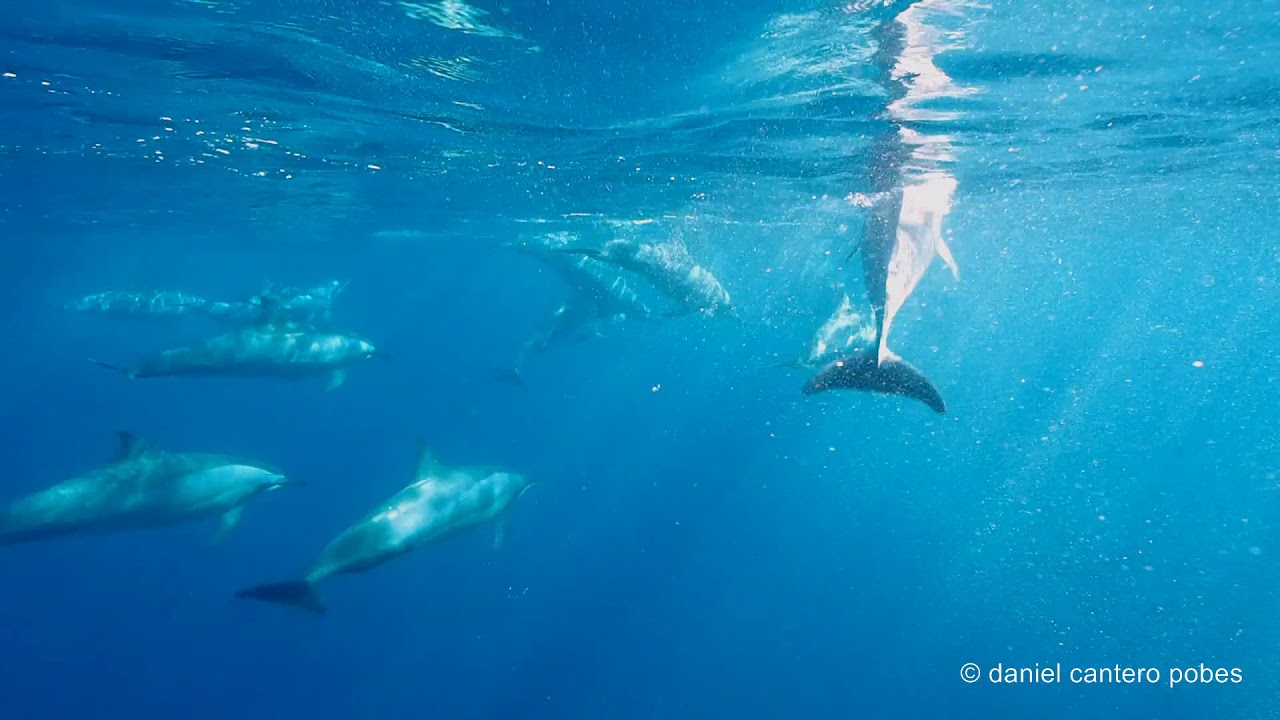 Nadando con delfines en Mauricio Full HD 1080 - YouTube